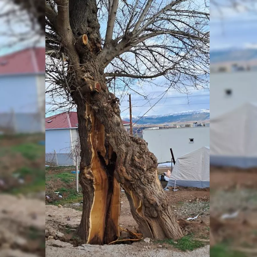 Asrın felaketine sebep olan depremler ağacı ikiye böldü - Kamudanhaber ...